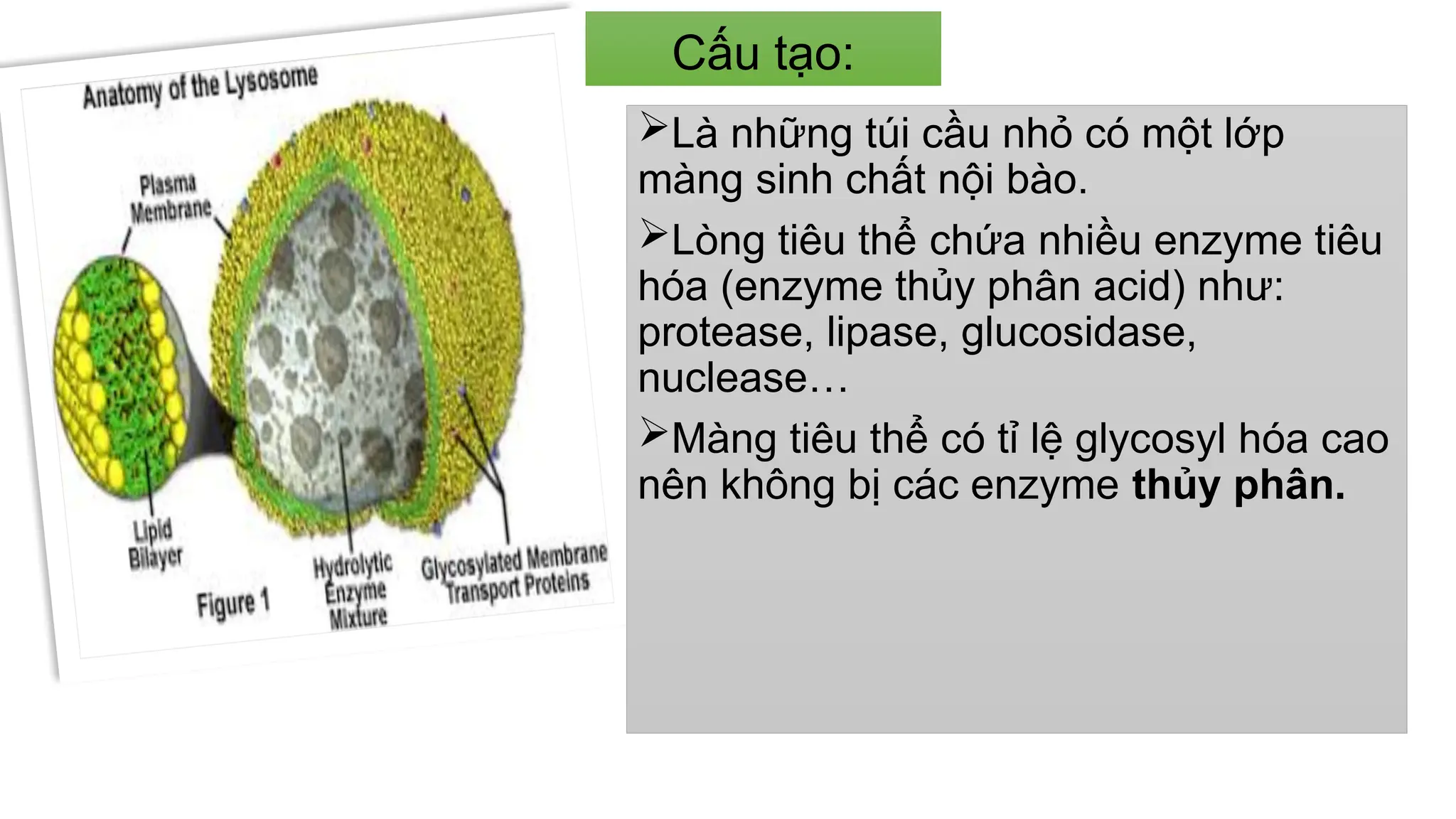 Te bao chat va cac bao quan trong te bao | PPTX