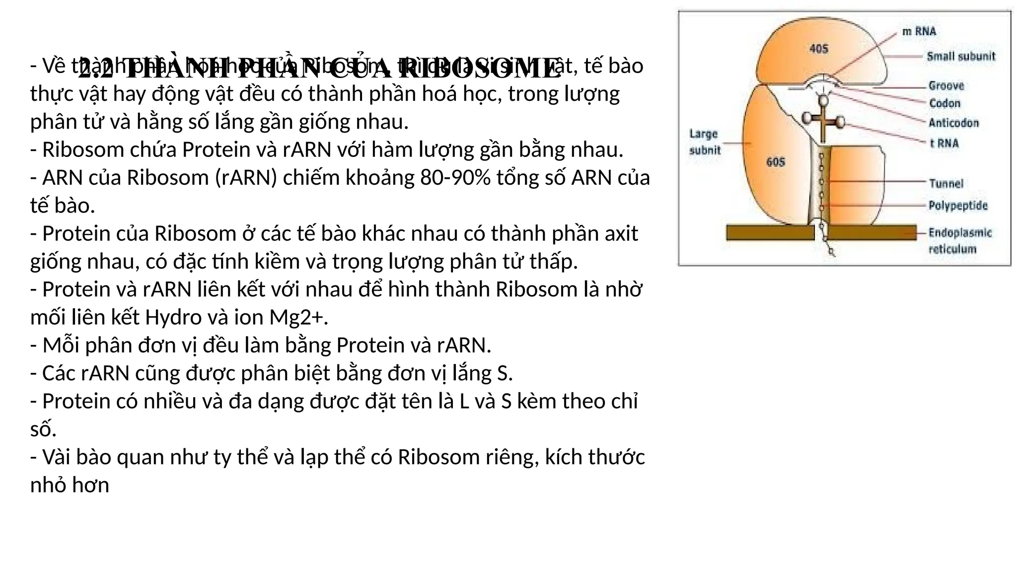 Te bao chat va cac bao quan trong te bao | PPTX