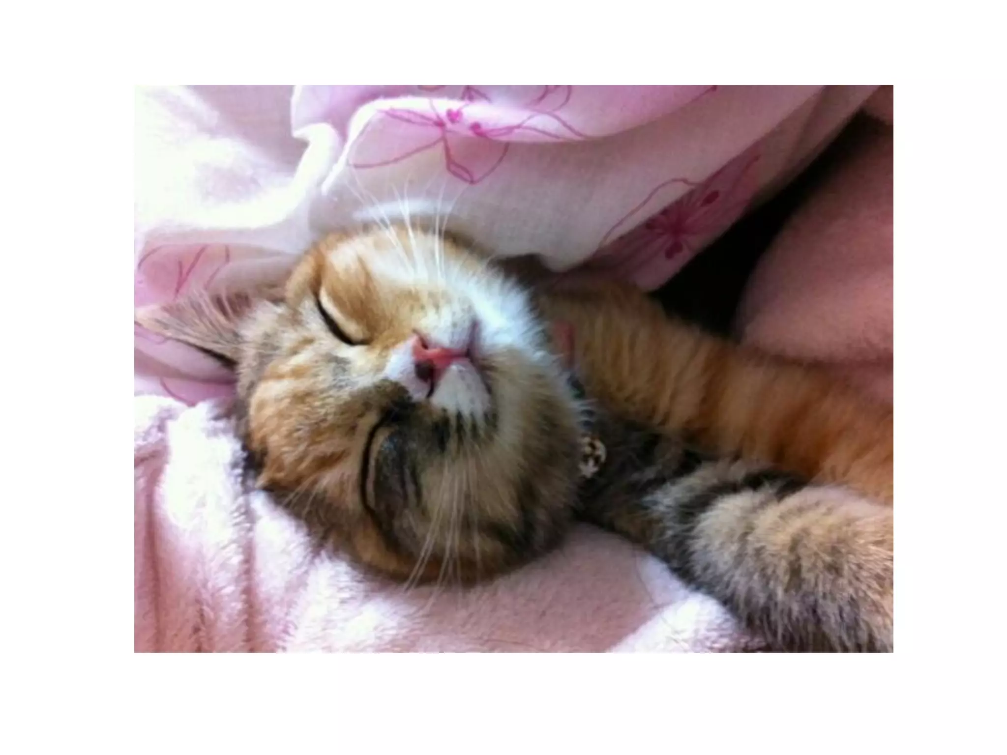 TechCCU Workshop OpenFlow Introduction | PPT