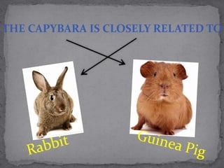 Presentation for Tech | PPT