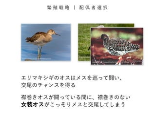 Alice in Biology ―鏡の国の生物学― | PDF