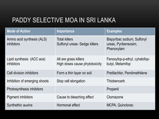 Technical Aspects of Paddy Weedicides | PPTX