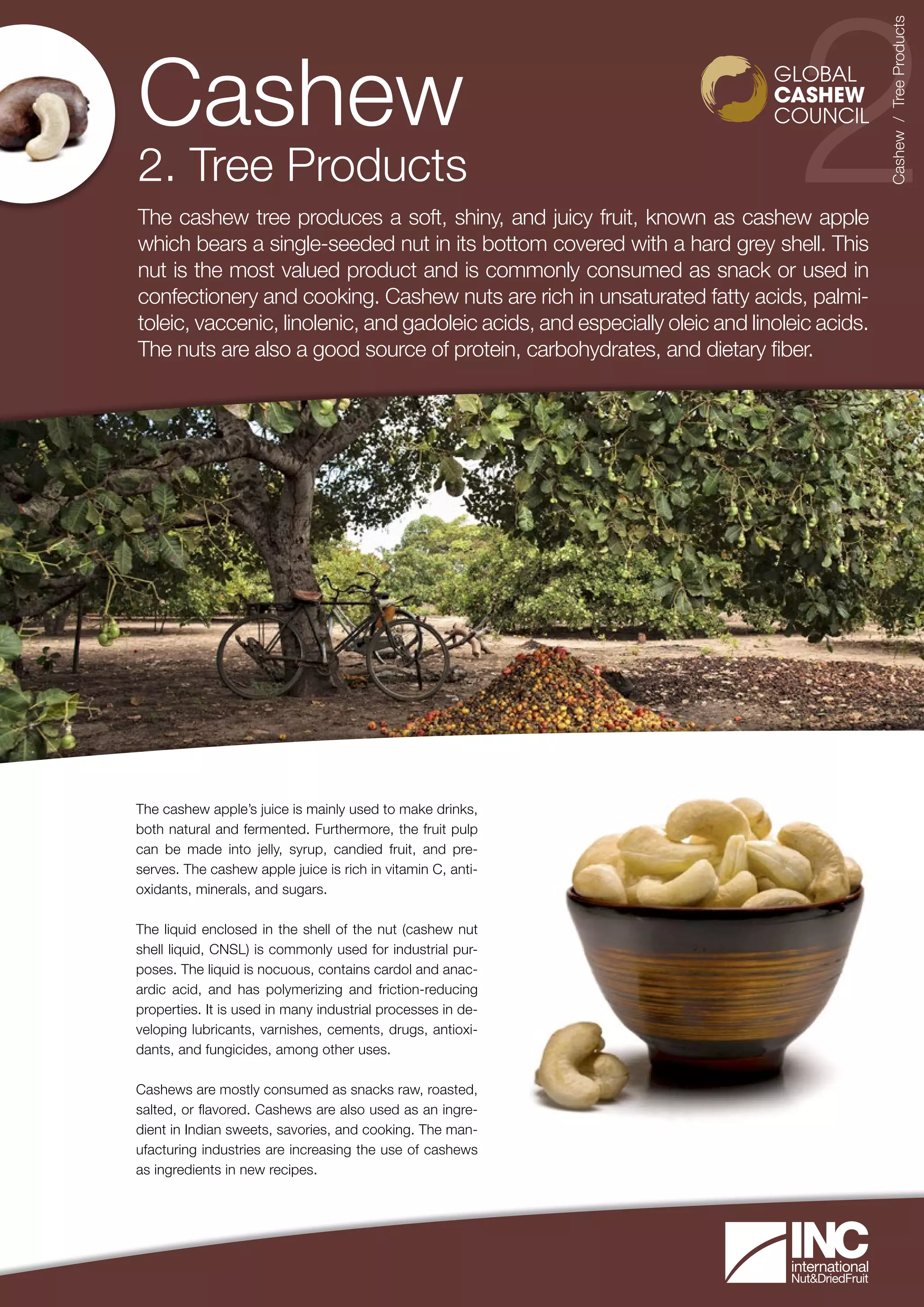 Cashew Technical Information Kit | PDF