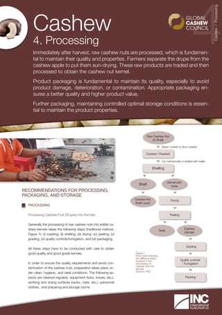 Cashew Technical Information Kit | PDF