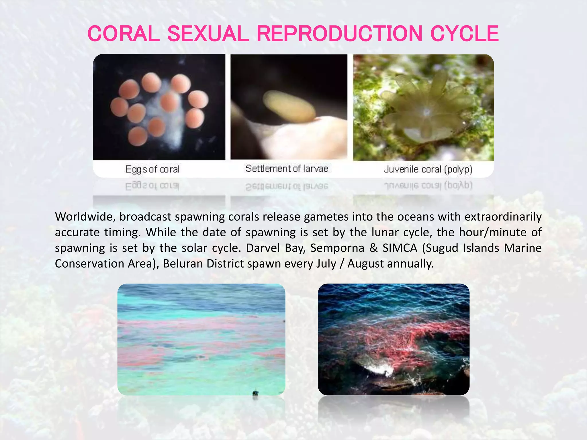 Technical summary coral sexual repro-db-july2018 | PPTX