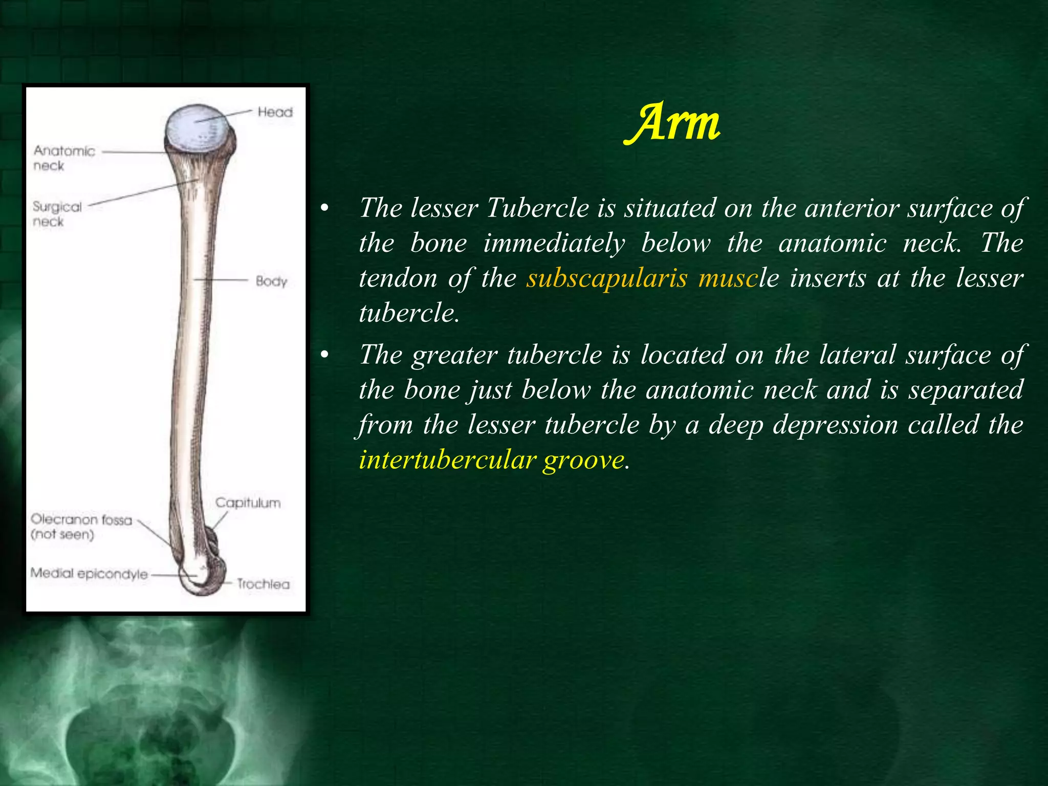 Technique 1 Upper limbs 2 | PPTX
