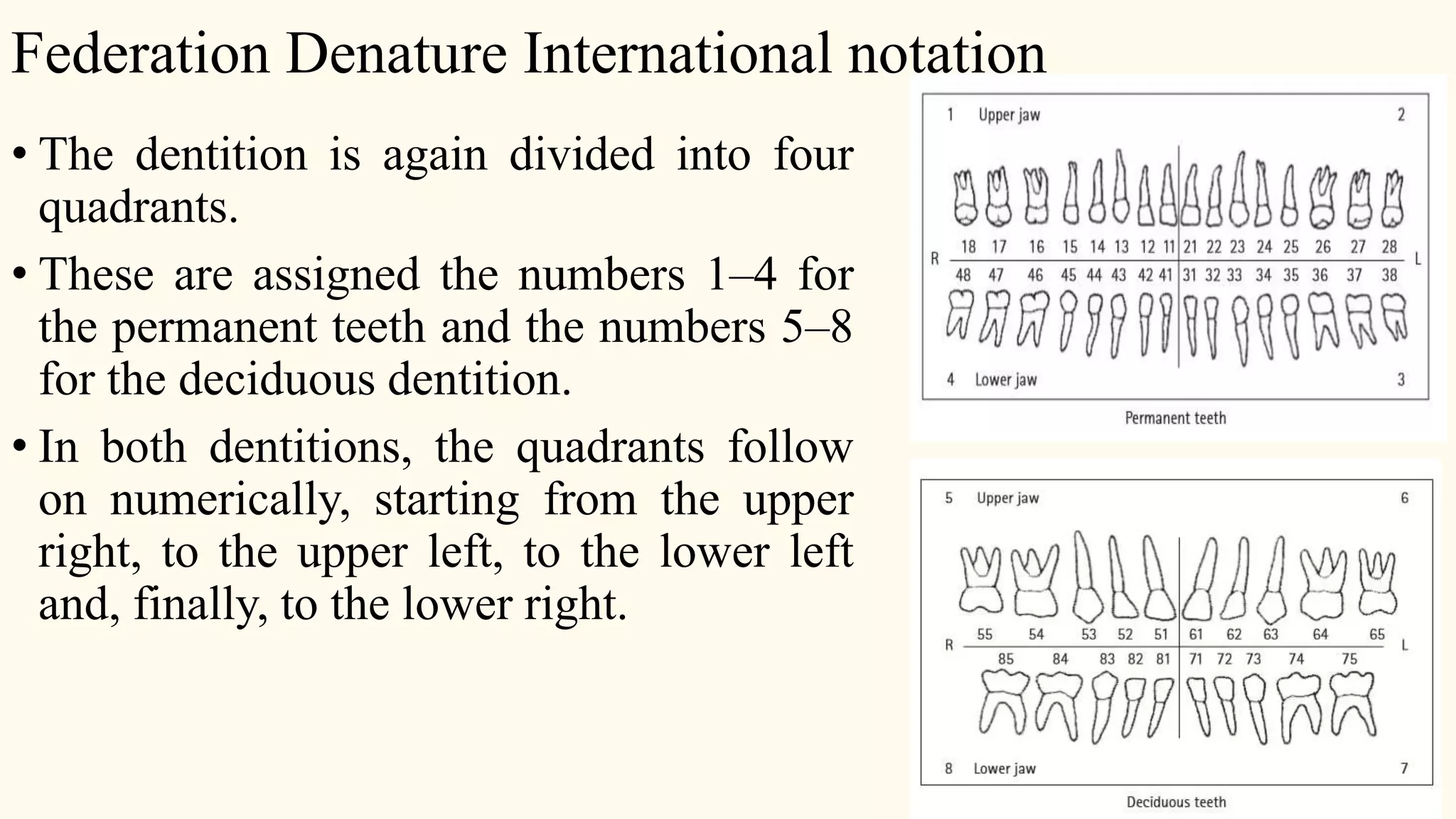 Technique of dental radiographic | PPTX