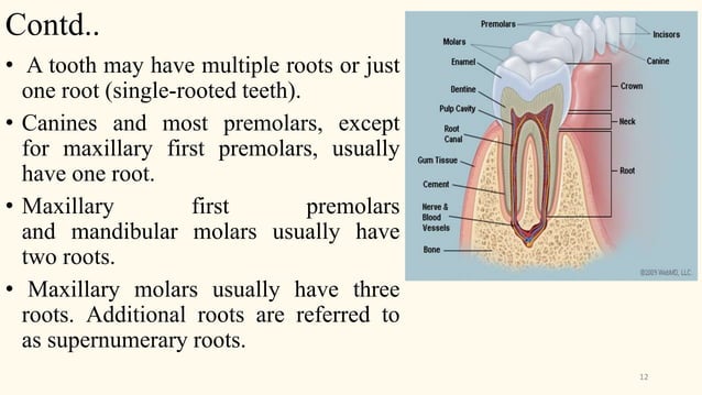 Technique of dental radiographic | PPTX