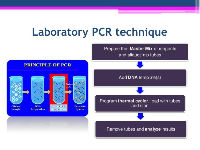 Technique of polymerase chain reaction (pcr) experimental biotechnolo…