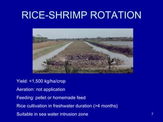 Technique Of Shrimp Culture (Final) Vuong | PPT