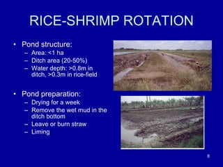 Technique Of Shrimp Culture (Final) Vuong | PPT