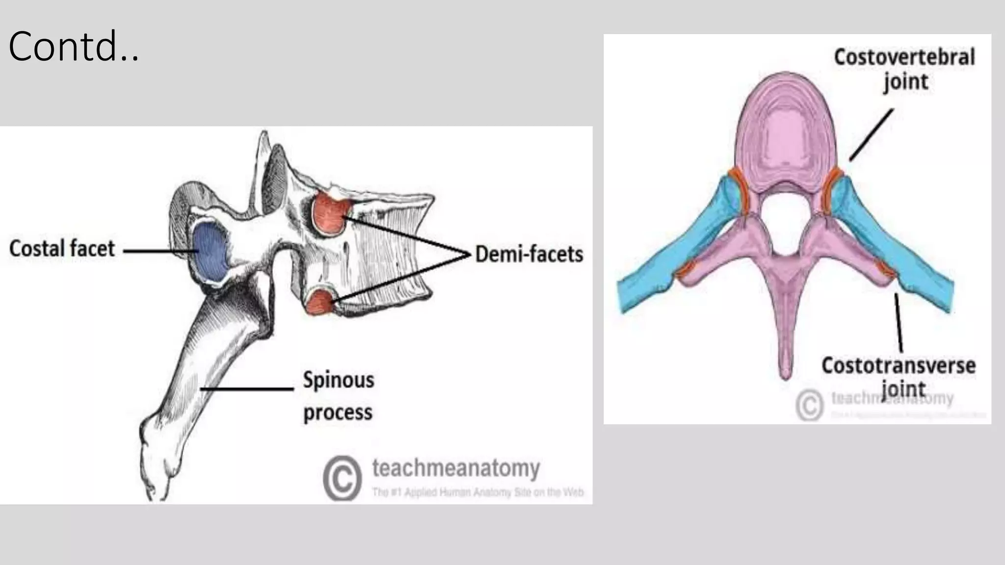 Technique of thoracic and lumber spine radiography | PPTX