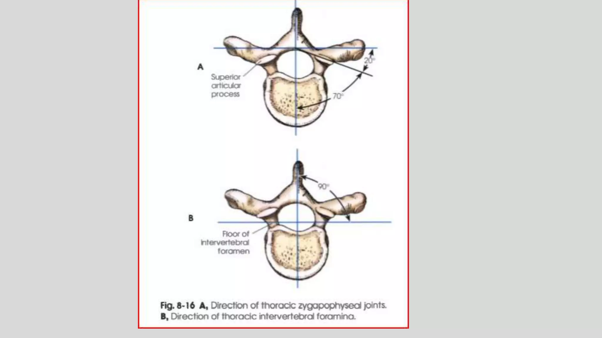 Technique of thoracic and lumber spine radiography | PPTX