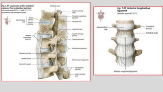 Technique of thoracic and lumber spine radiography | PPTX