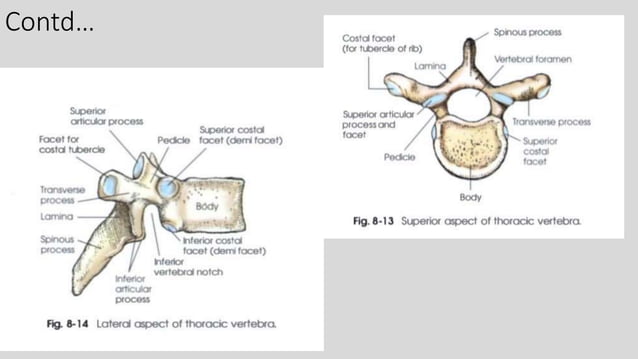 Technique of thoracic and lumber spine radiography | PPTX