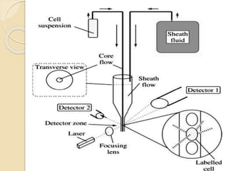 Some immunological techniques | PPT
