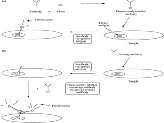 Some immunological techniques | PPT