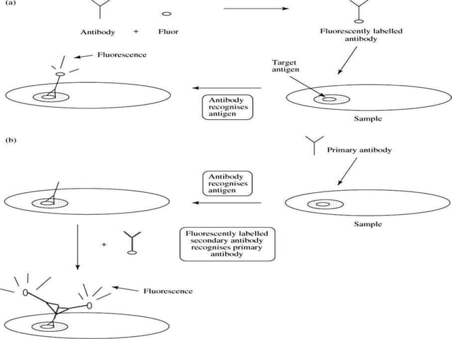 Some immunological techniques | PPT