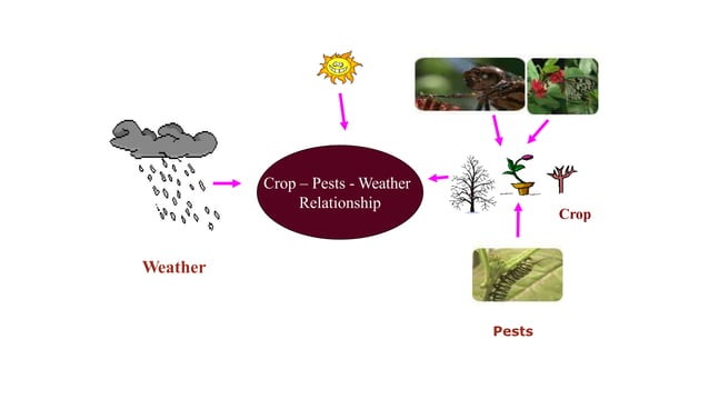 pest forecasting models | PPTX