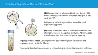 Techniques and Best Practices for Cardiomyocyte Isolation | PDF