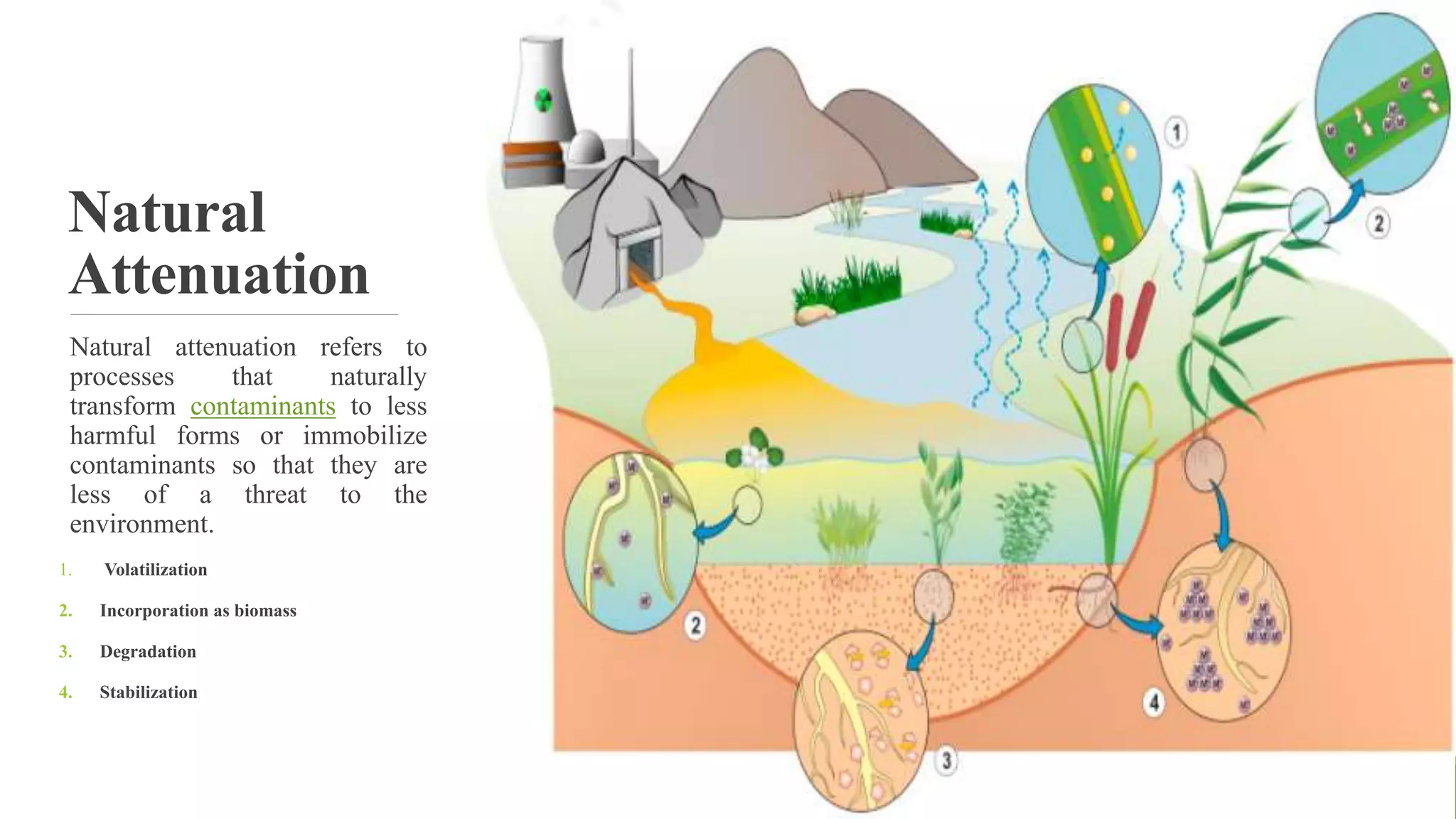 Techniques for bioremediation | PPTX | Gardening | Home & Garden