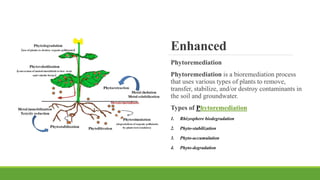 Techniques for bioremediation | PPTX