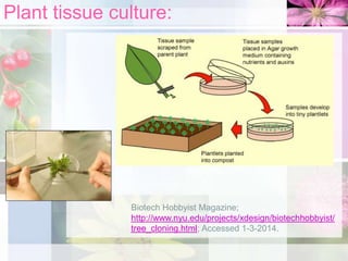 Plant Cloning Process