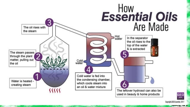 Techniques for extraction of essential oils