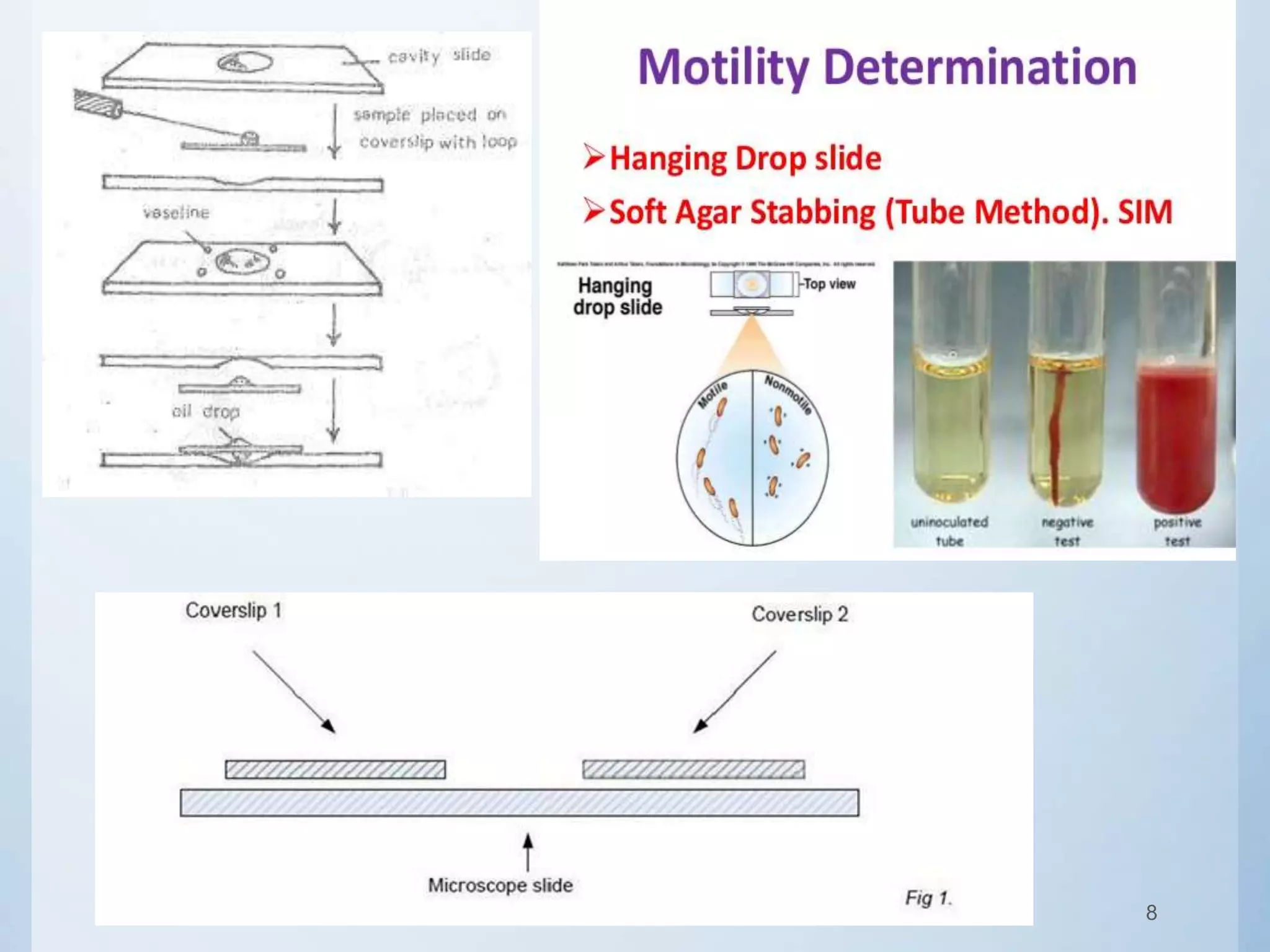 Techniques For Identification Of Bacterial And Viral Pathogens Pptx
