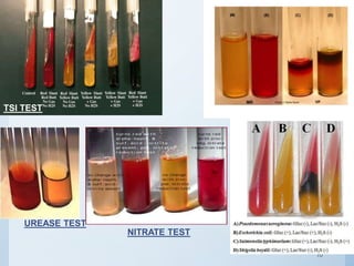 Techniques for identification of bacterial and viral pathogens | PPTX