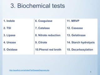 Techniques for identification of bacterial and viral pathogens | PPTX ...