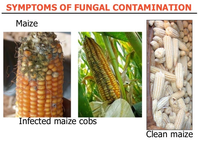 Techniques for mitigating aflatoxin-producing fungi