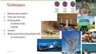 Techniques for studying insect migration | PDF