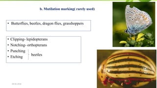 Techniques for studying insect migration | PDF