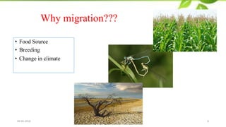 Techniques for studying insect migration | PDF