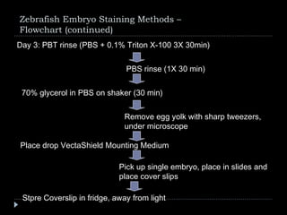 Techniques In Confocal Microscopy & Image Processing | PPT | Biological ...
