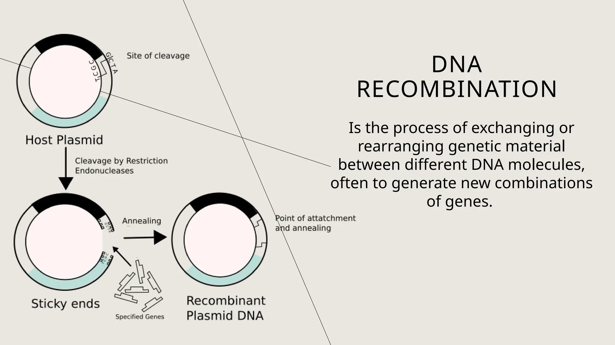 Different techniques(DNA cloning, DNA recombination, Genetic ...