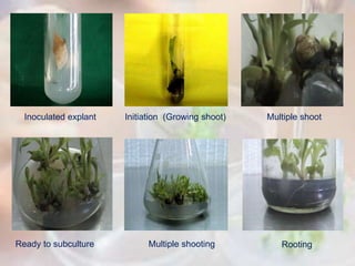 Basic Aspects of Plant Tissue Culture by Dr. Manoj Kakpure | PPTX