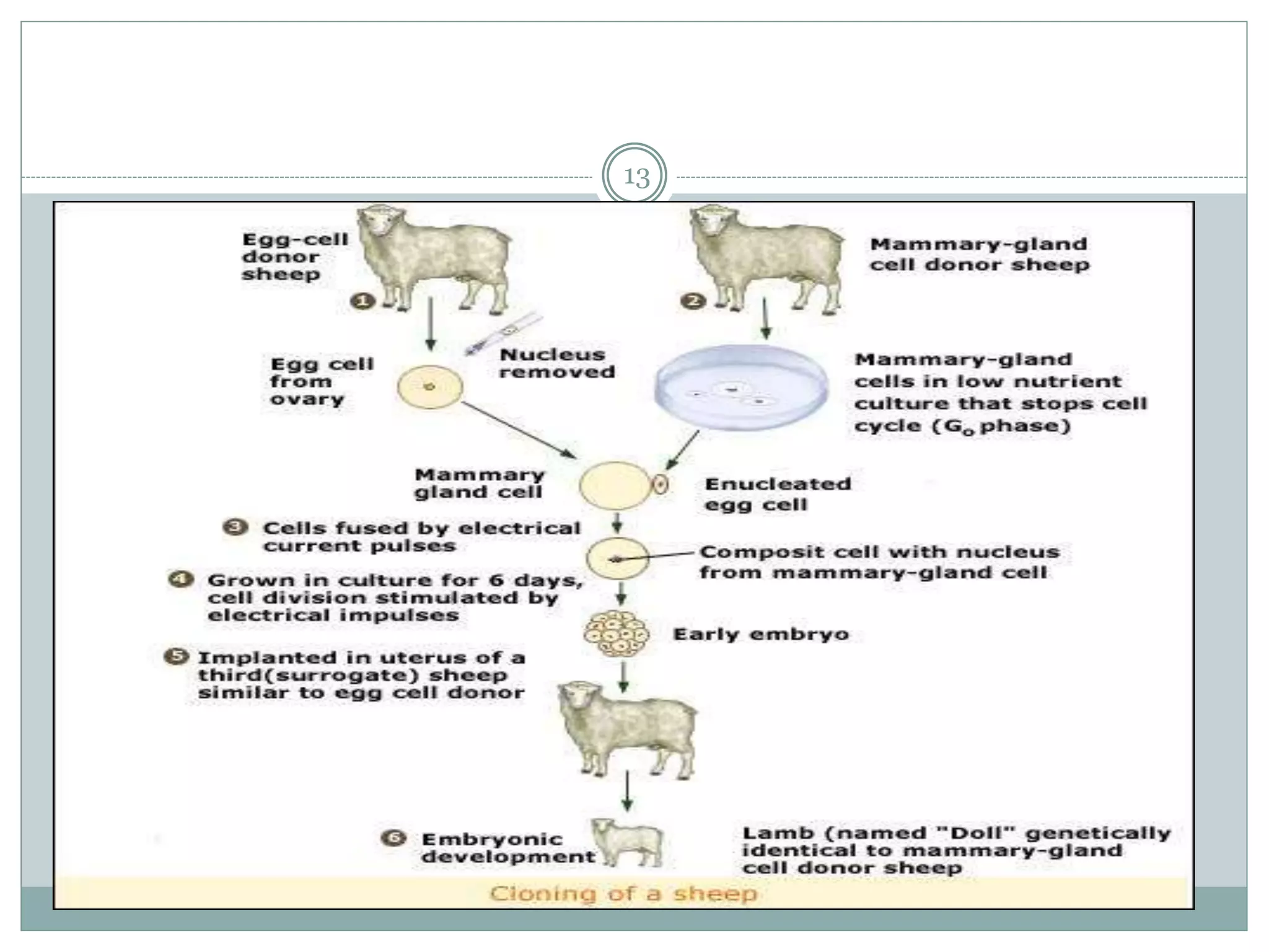 Techniques of cell cloning | PPTX