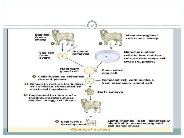 Techniques of cell cloning | PPTX | Genetics | Science