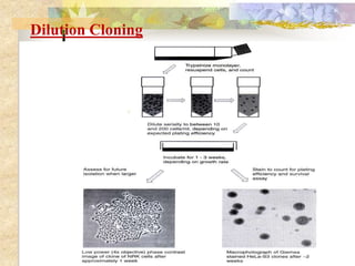 Techniques of cell cloning by kk | PPT