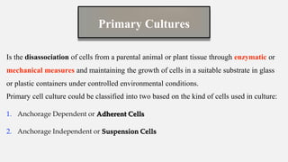 Cell Culture: Tools and Techniques | PPTX
