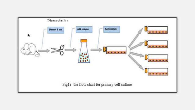 Cell Culture: Tools and Techniques | PPTX