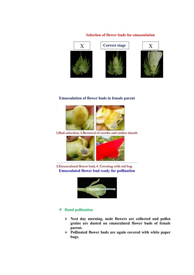 Techniques of hybrid seed production.pdf | Gardening | Home & Garden