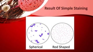 Techniques of identification of bacteria | PPTX