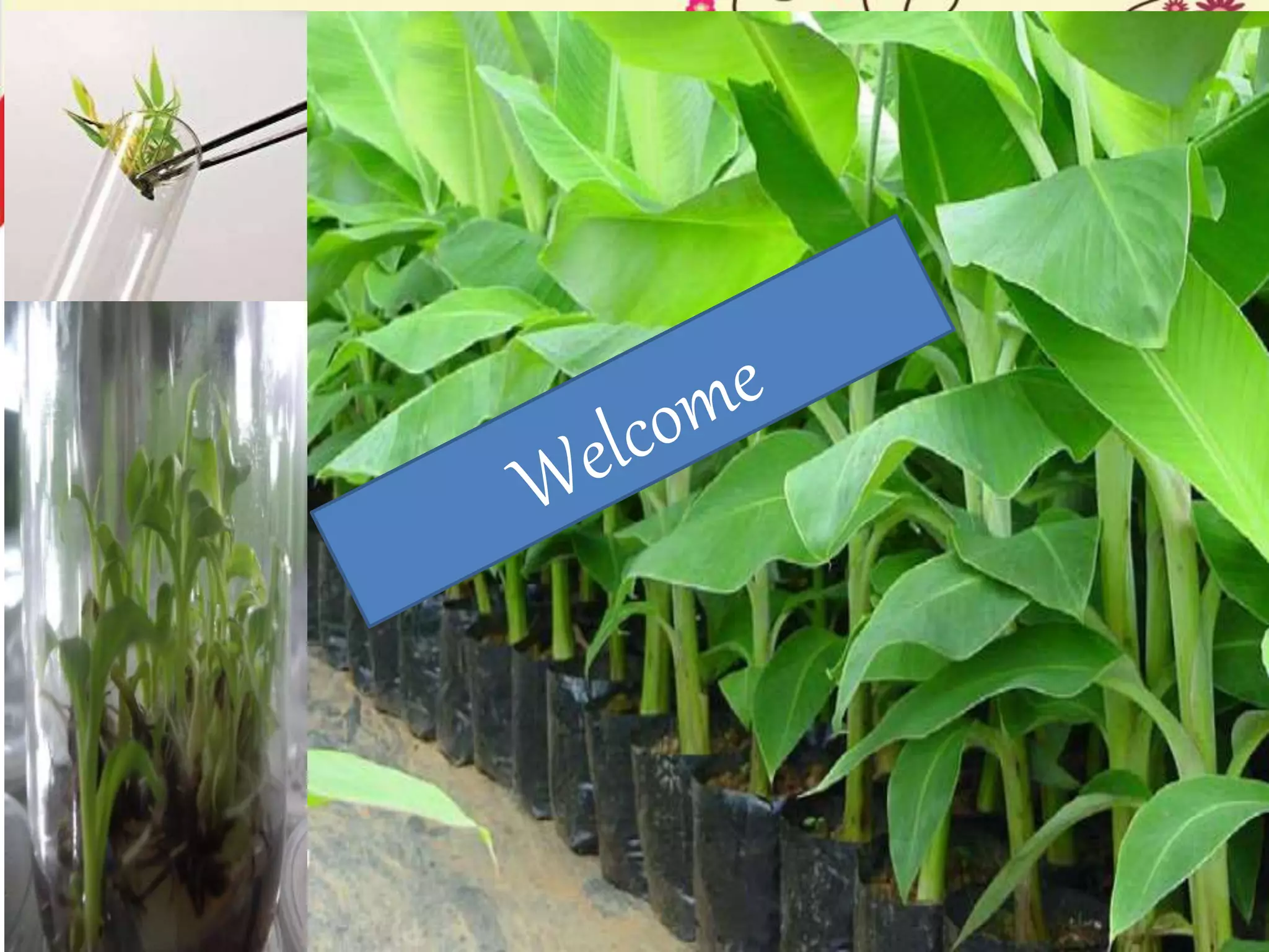 Techniques of in vitro clonal propagation for fruit crops | PPTX