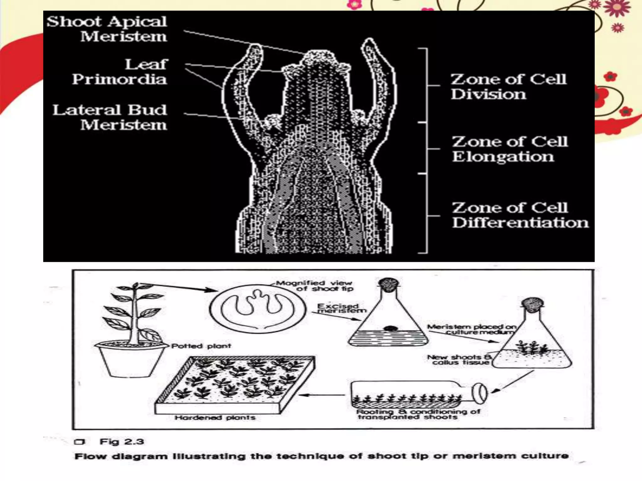 Techniques of in vitro clonal propagation for fruit crops | PPTX