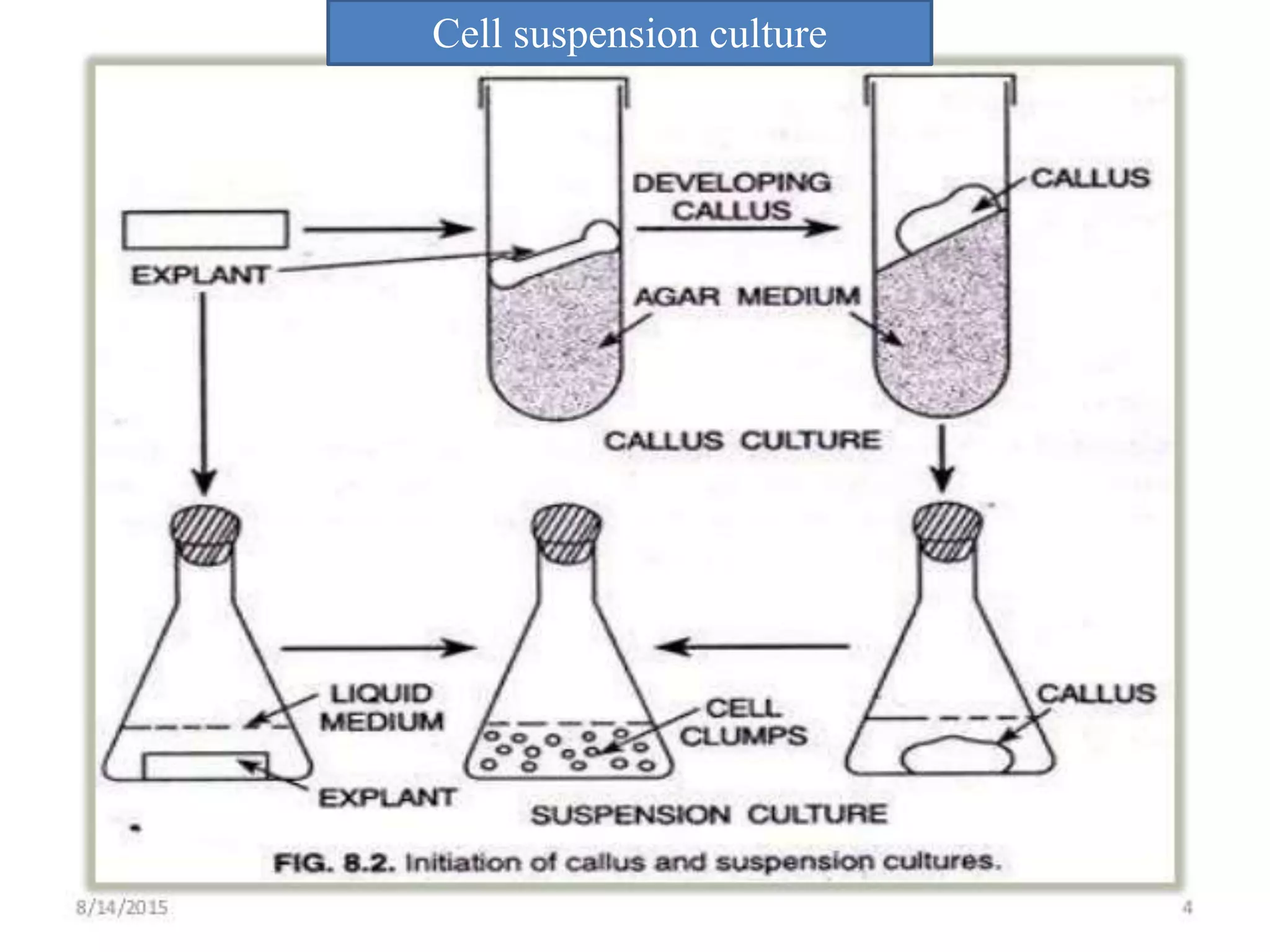 Techniques of in vitro clonal propagation for fruit crops | PPTX