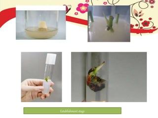 Techniques of in vitro clonal propagation for fruit crops | PPTX