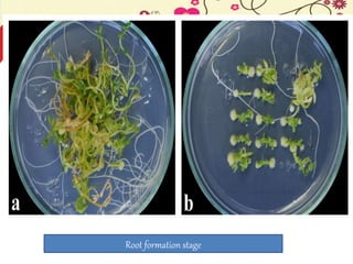 Techniques of in vitro clonal propagation for fruit crops | PPTX